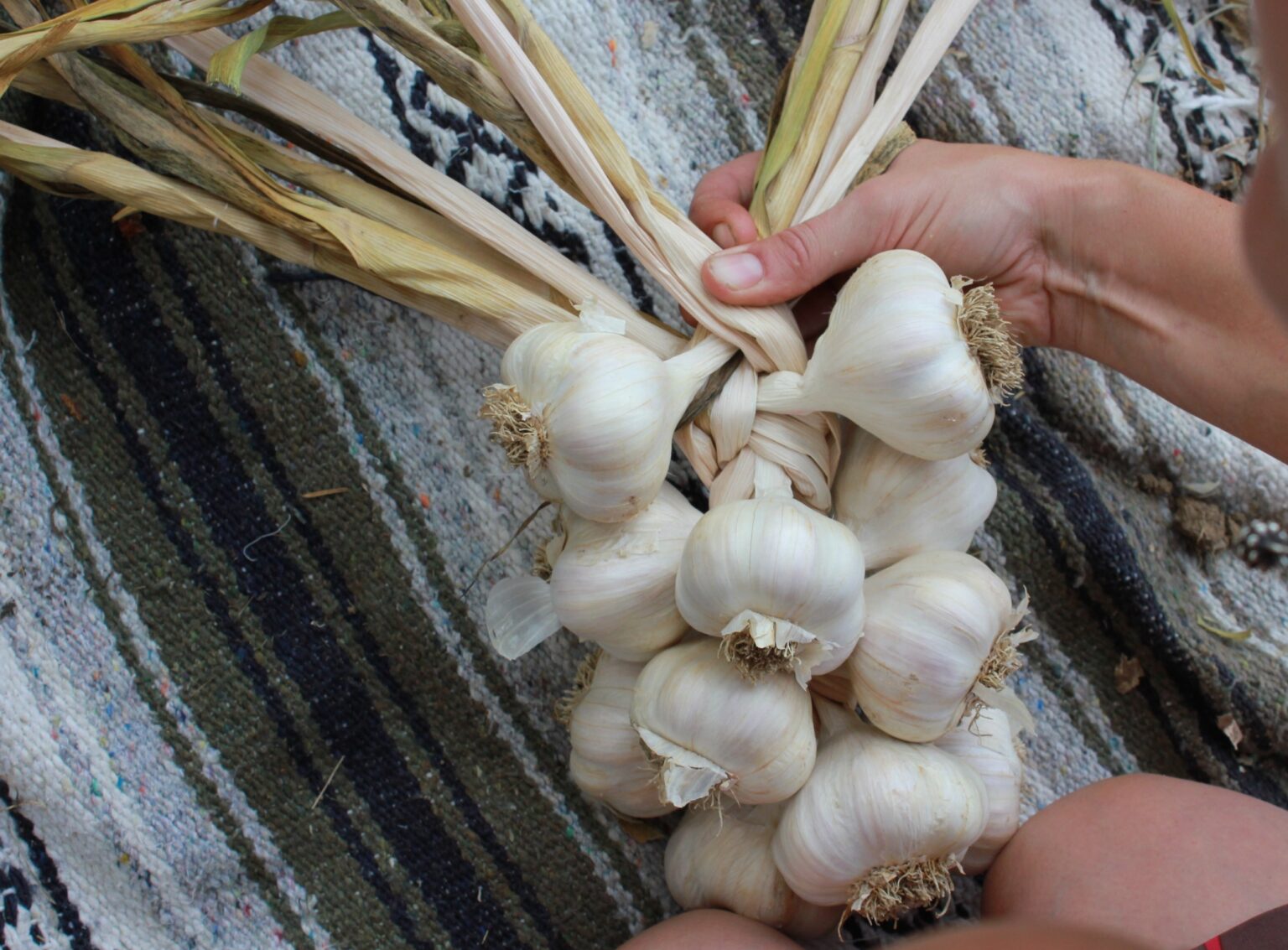 How To Braid Garlic
