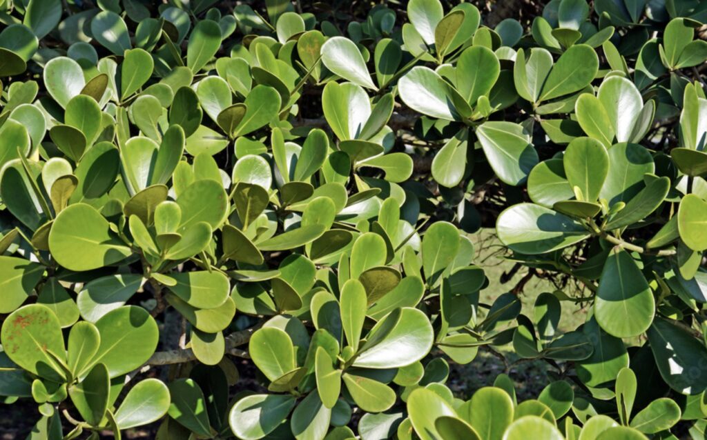 Clusia Vs Podocarpus - What is the Best Hedge Option?