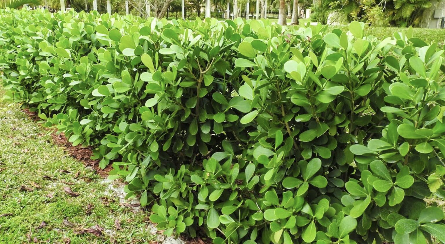 Gardening - Savvy Housekeeping