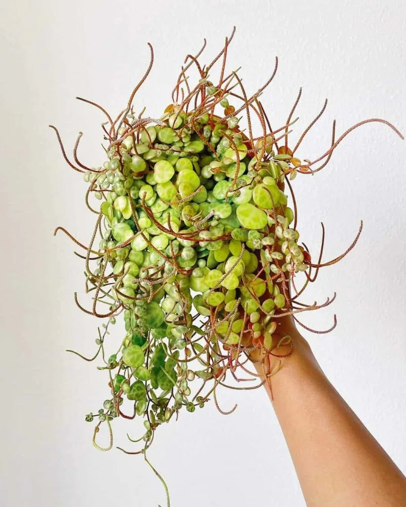 Gardening - Savvy Housekeeping